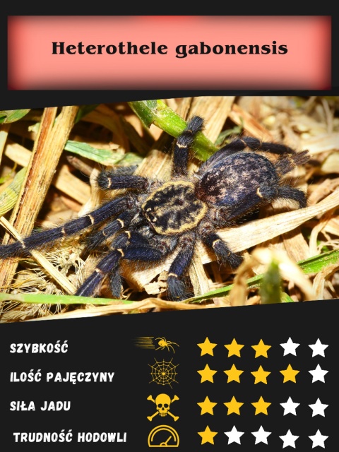 Heterothele gabonensis L3/4